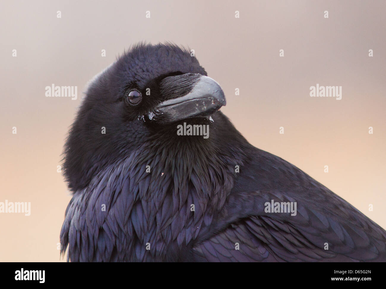 Common Raven (Corvus corax) winter portrait Stock Photo - Alamy