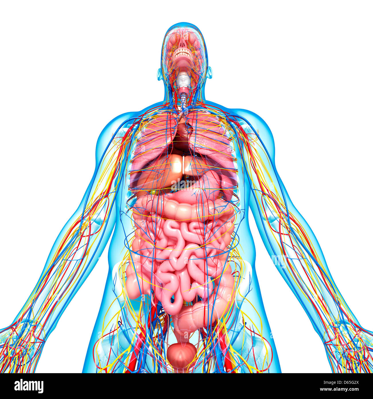 Large intestine ribs hi-res stock photography and images - Alamy