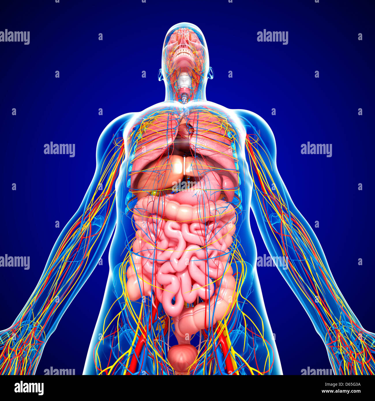 Male anatomy, artwork Stock Photo - Alamy