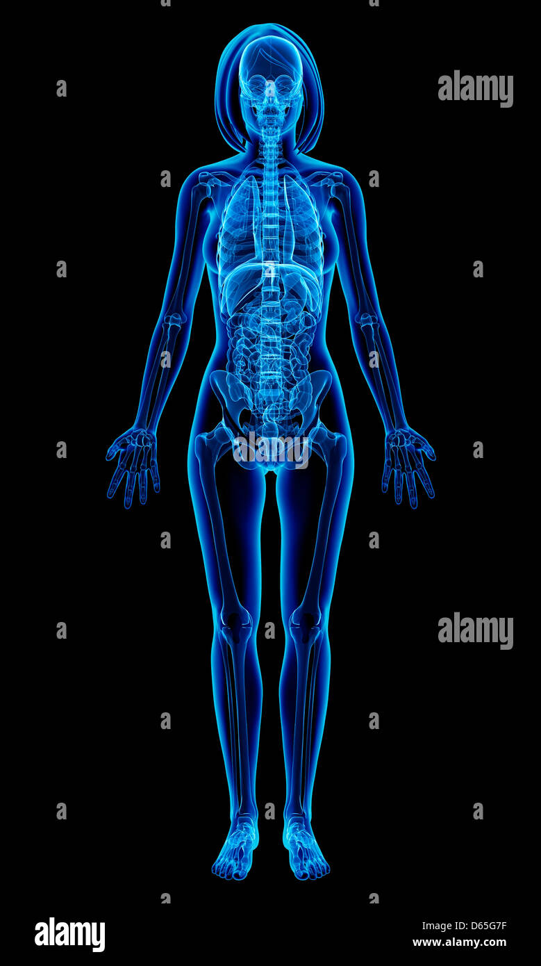Female skeleton, artwork Stock Photo - Alamy