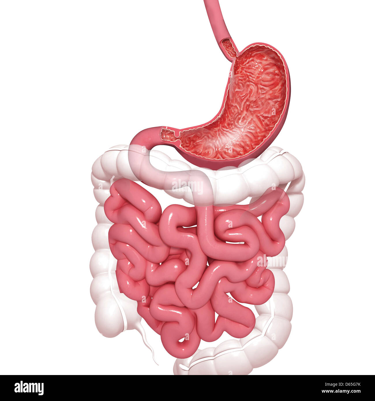 Human Digestive System Cross Section High Resolution Stock Photography ...