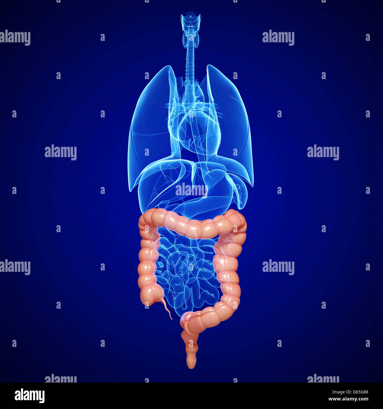 Intestines colon anatomy hi-res stock photography and images - Alamy
