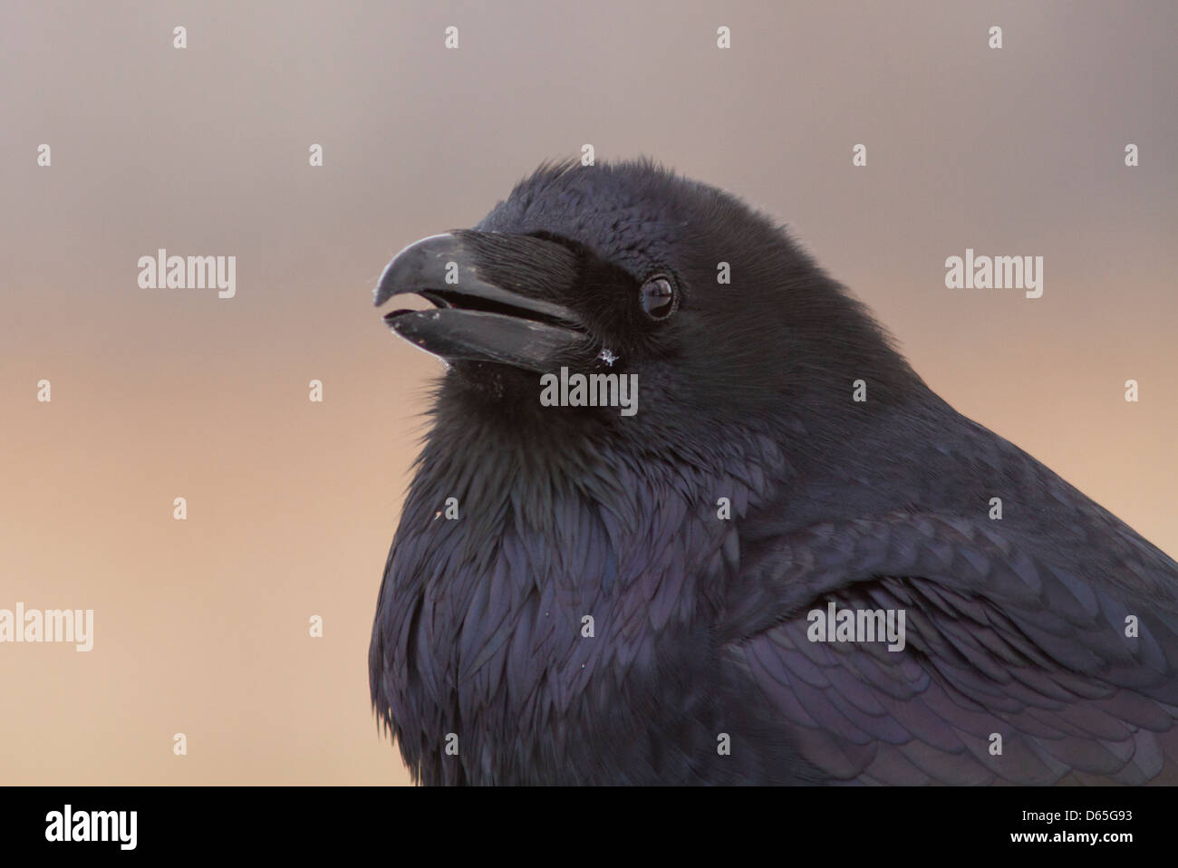 Common Raven (Corvus corax) winter portrait Stock Photo - Alamy