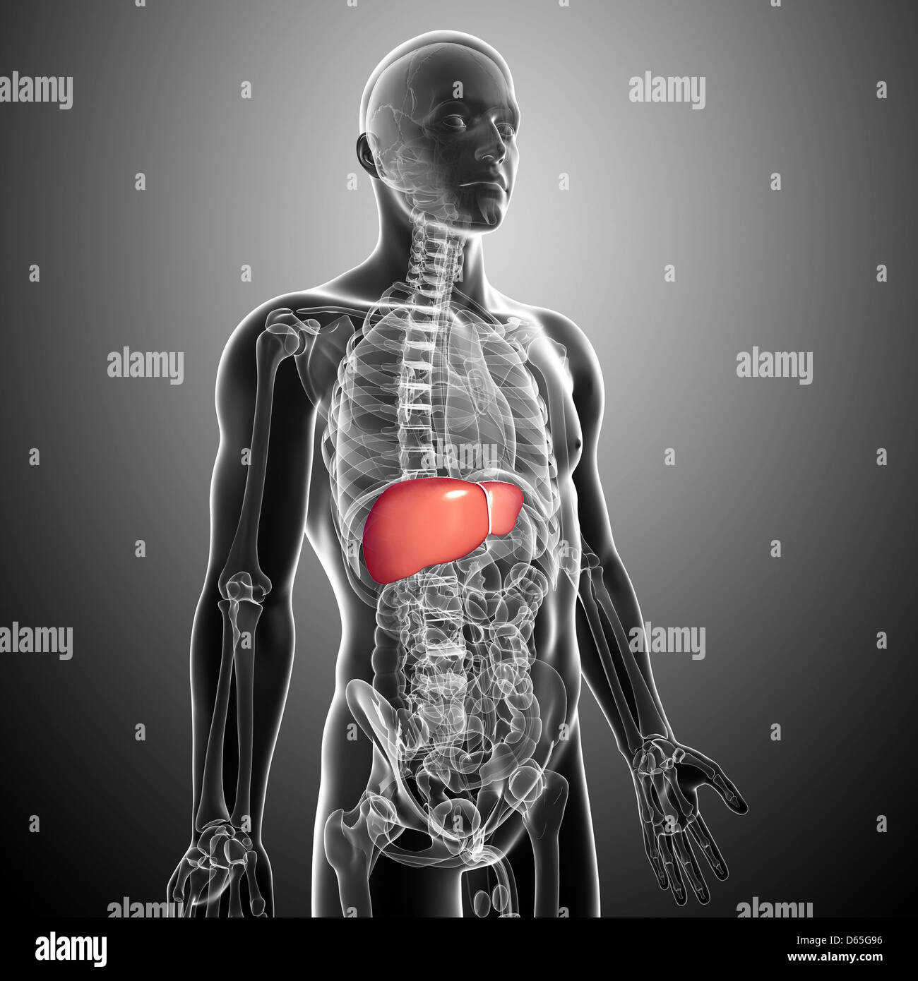 Healthy liver, artwork hi-res stock photography and images - Alamy