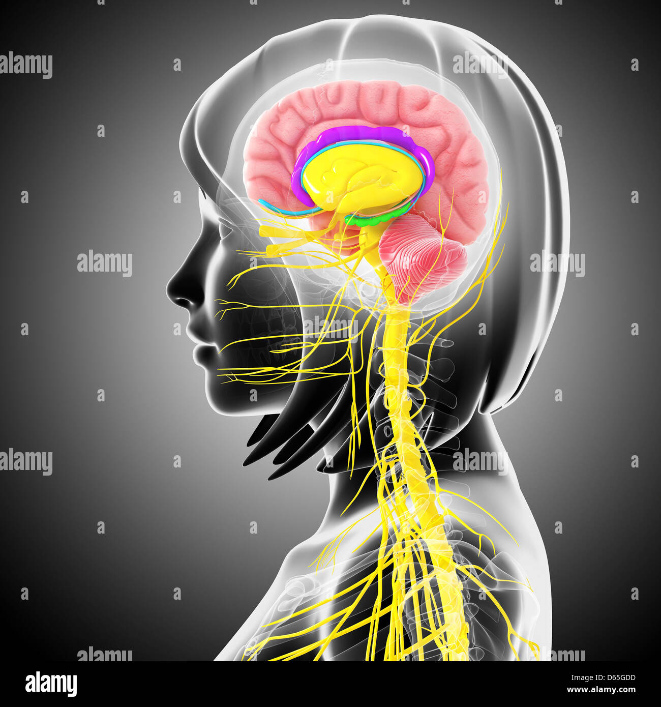 Brain anatomy hi-res stock photography and images - Alamy