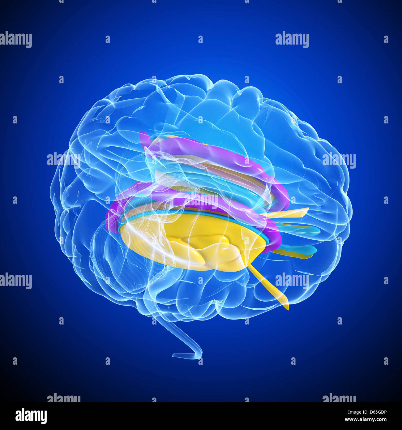 Brain anatomy, artwork Stock Photo - Alamy