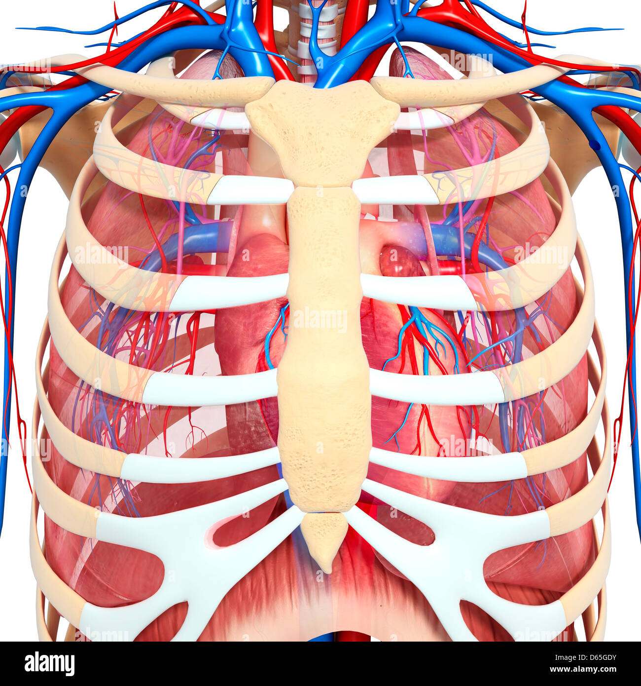 Chest anatomy, artwork Stock Photo - Alamy