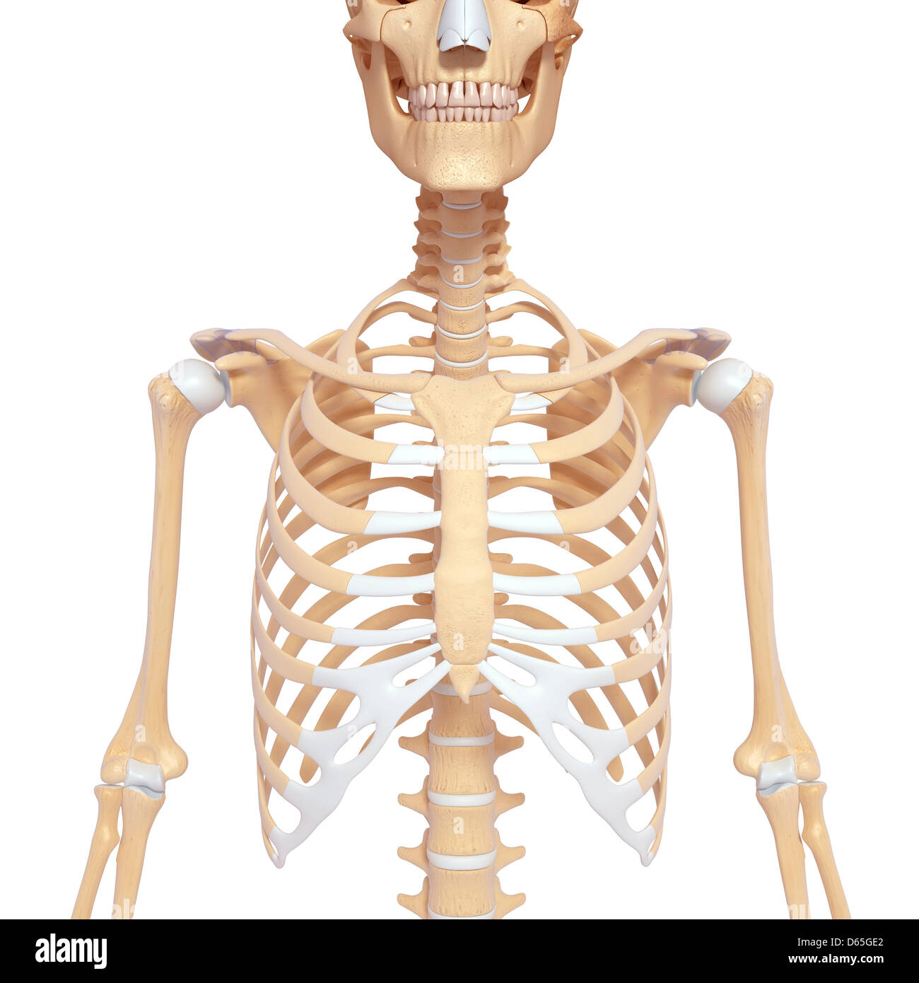 Human skeleton, artwork Stock Photo - Alamy