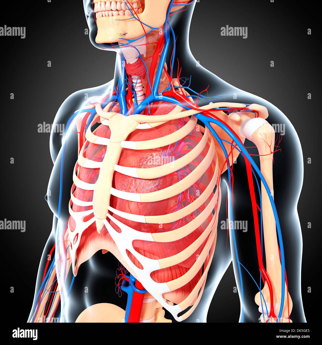 Upper body anatomy, artwork Stock Photo - Alamy Upper body anatomy, artwork Stock Photo - Alamy