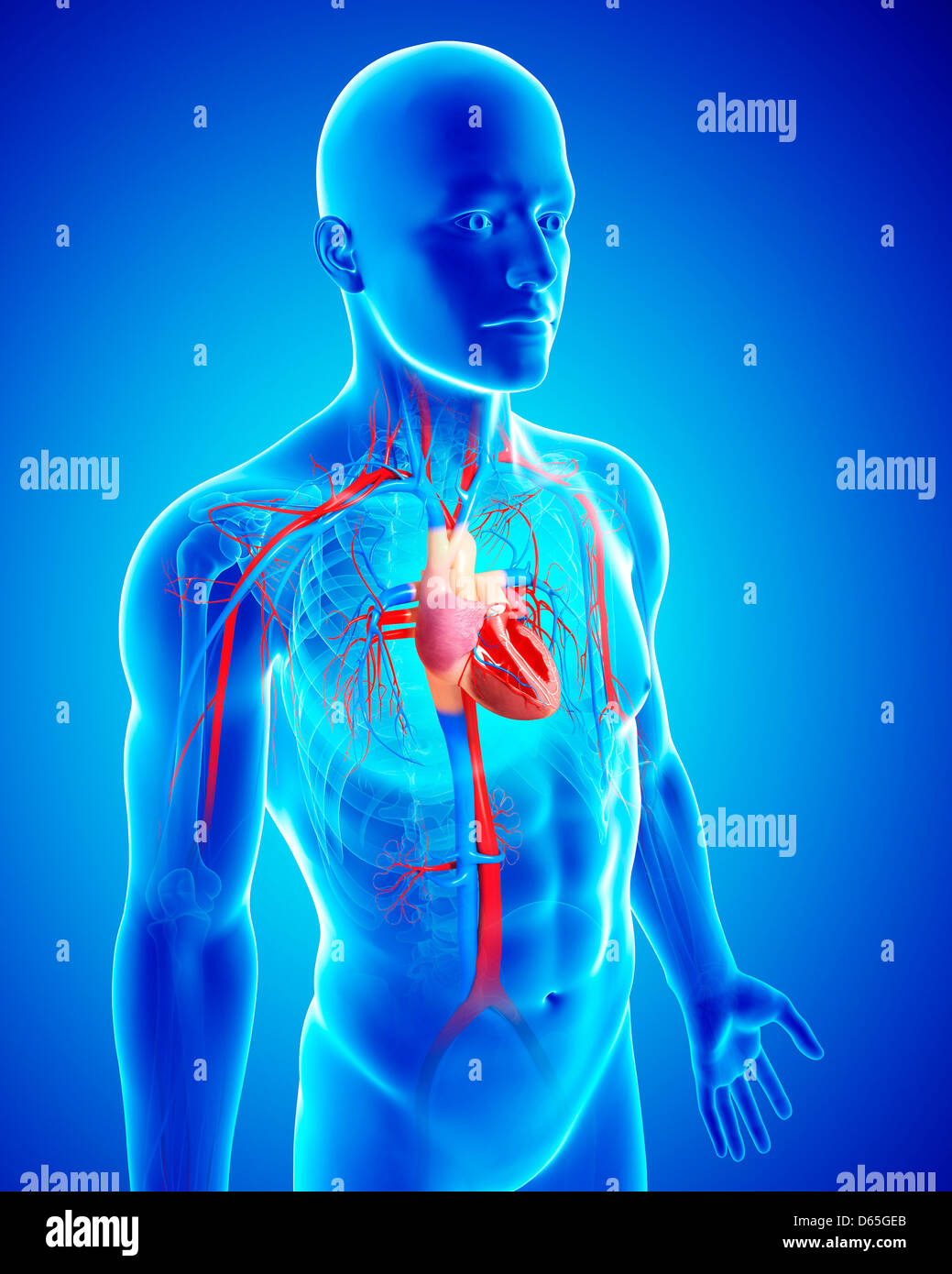 Male cardiovascular system, artwork Stock Photo - Alamy