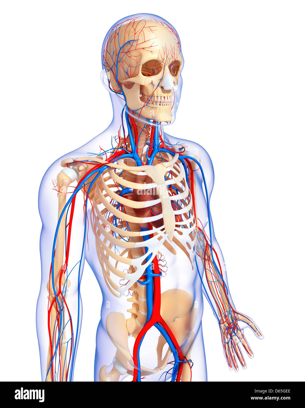 Upper body anatomy, artwork Stock Photo - Alamy