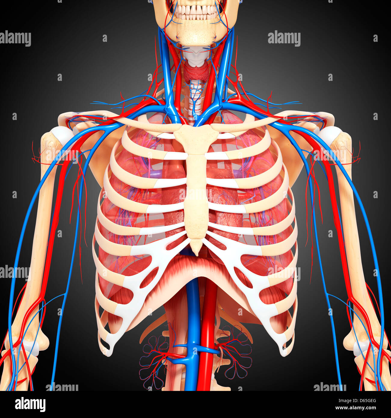 Upper body anatomy, artwork Stock Photo - Alamy
