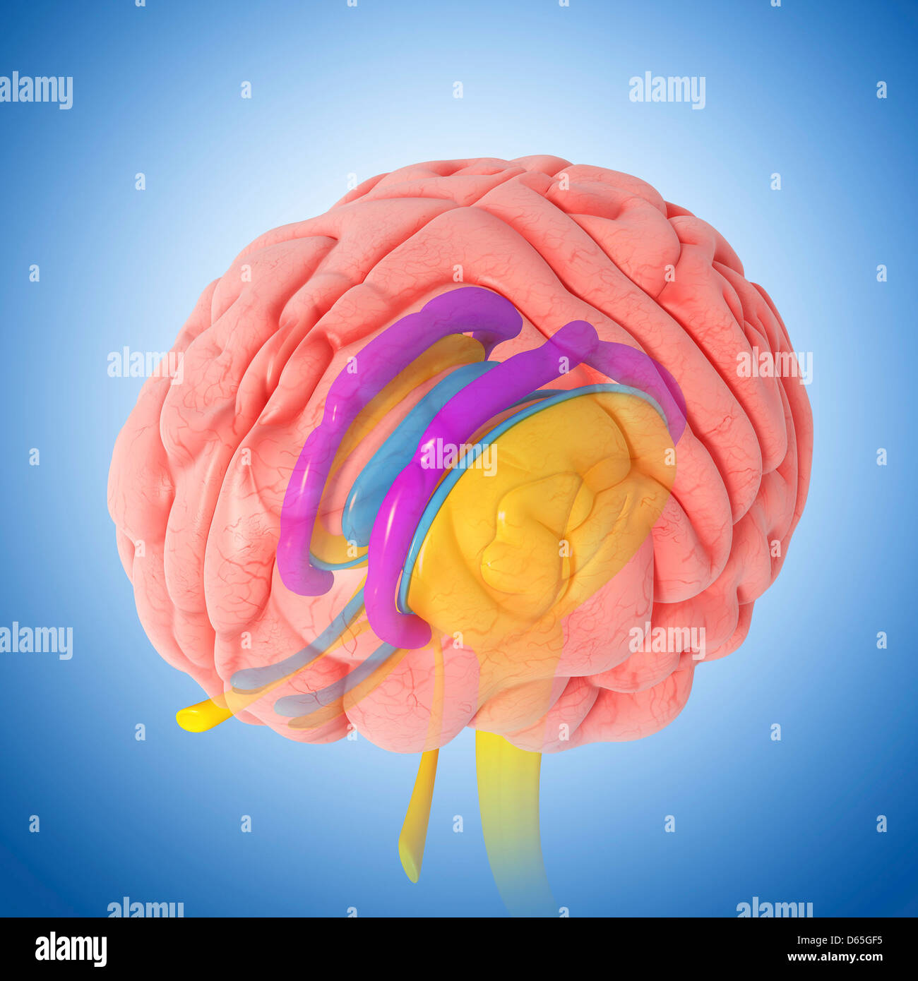 Hindbrain hi-res stock photography and images - Alamy