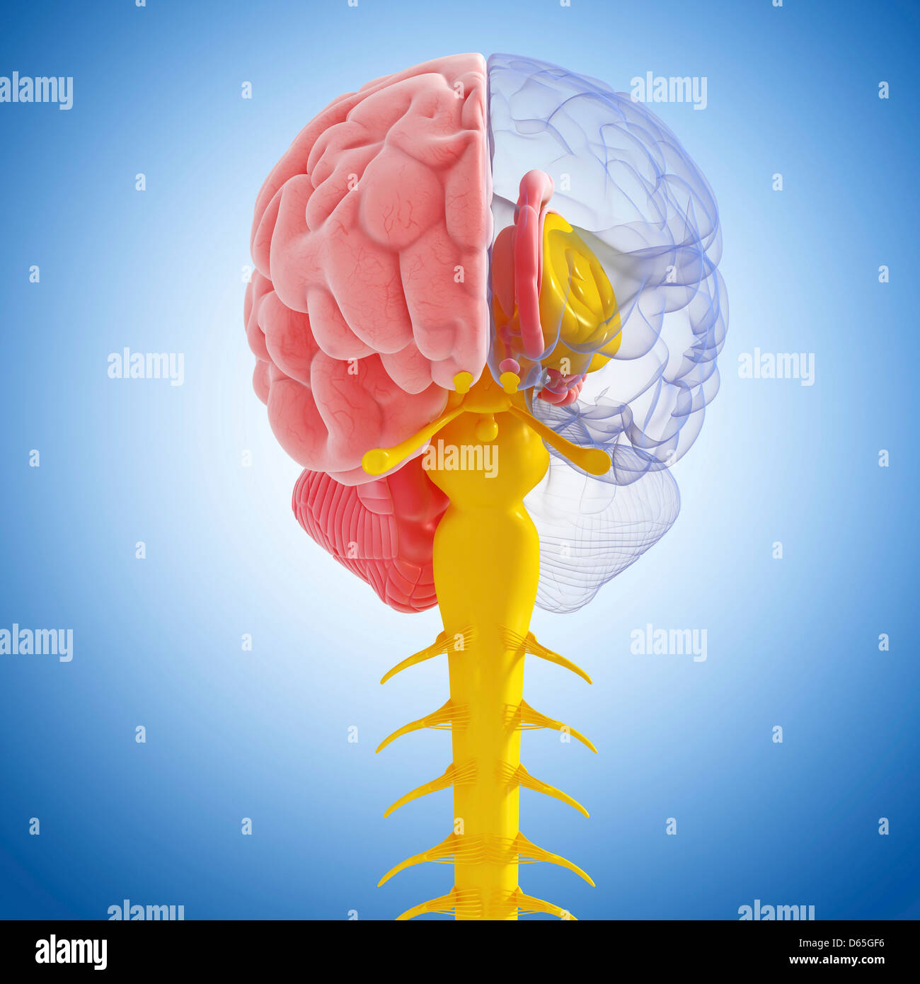 Brain anatomy, artwork Stock Photo - Alamy
