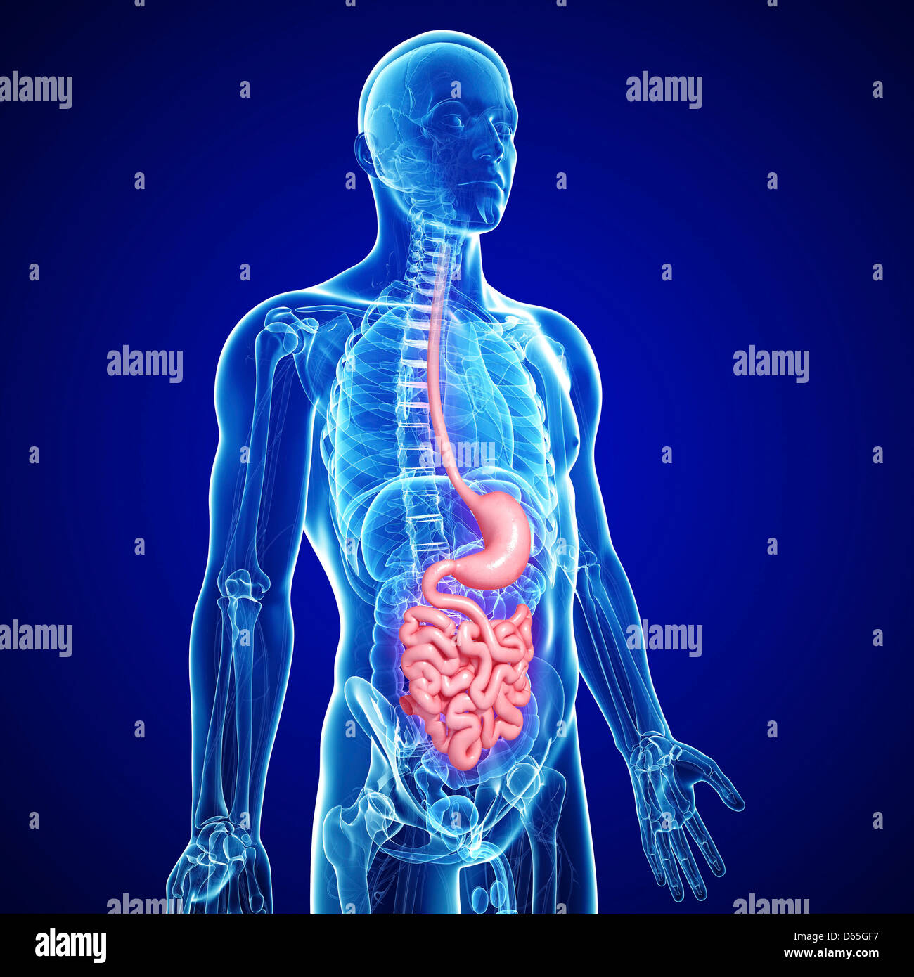 Male digestive system hi-res stock photography and images - Alamy