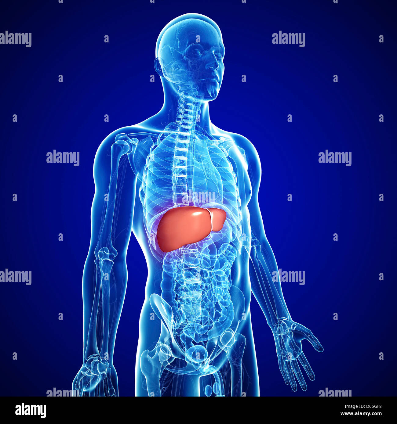 Male liver, artwork Stock Photo - Alamy
