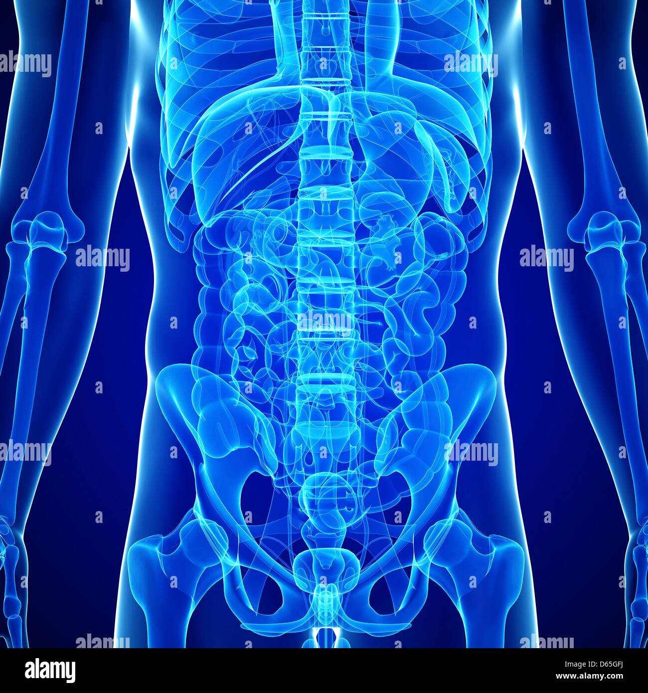 Male Hip Bone High Resolution Stock Photography and Images - Alamy