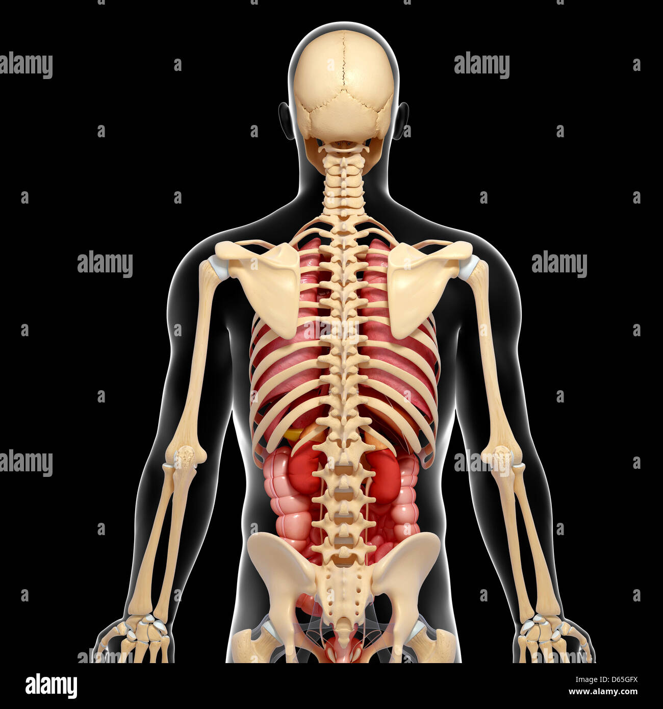Rear view male pelvis sacrum hi-res stock photography and images - Alamy