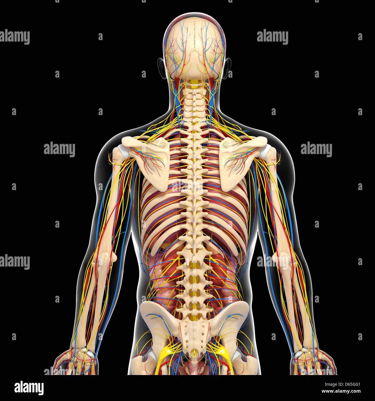 Male Lungs Back View Chest Medical Xray, Lungs And Heart View, Patient