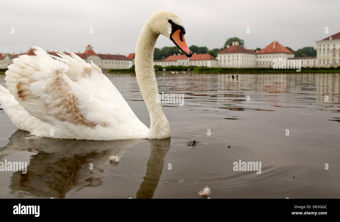 A young swan swims on a lake in front of Nymphenburg Palace in Munich ...