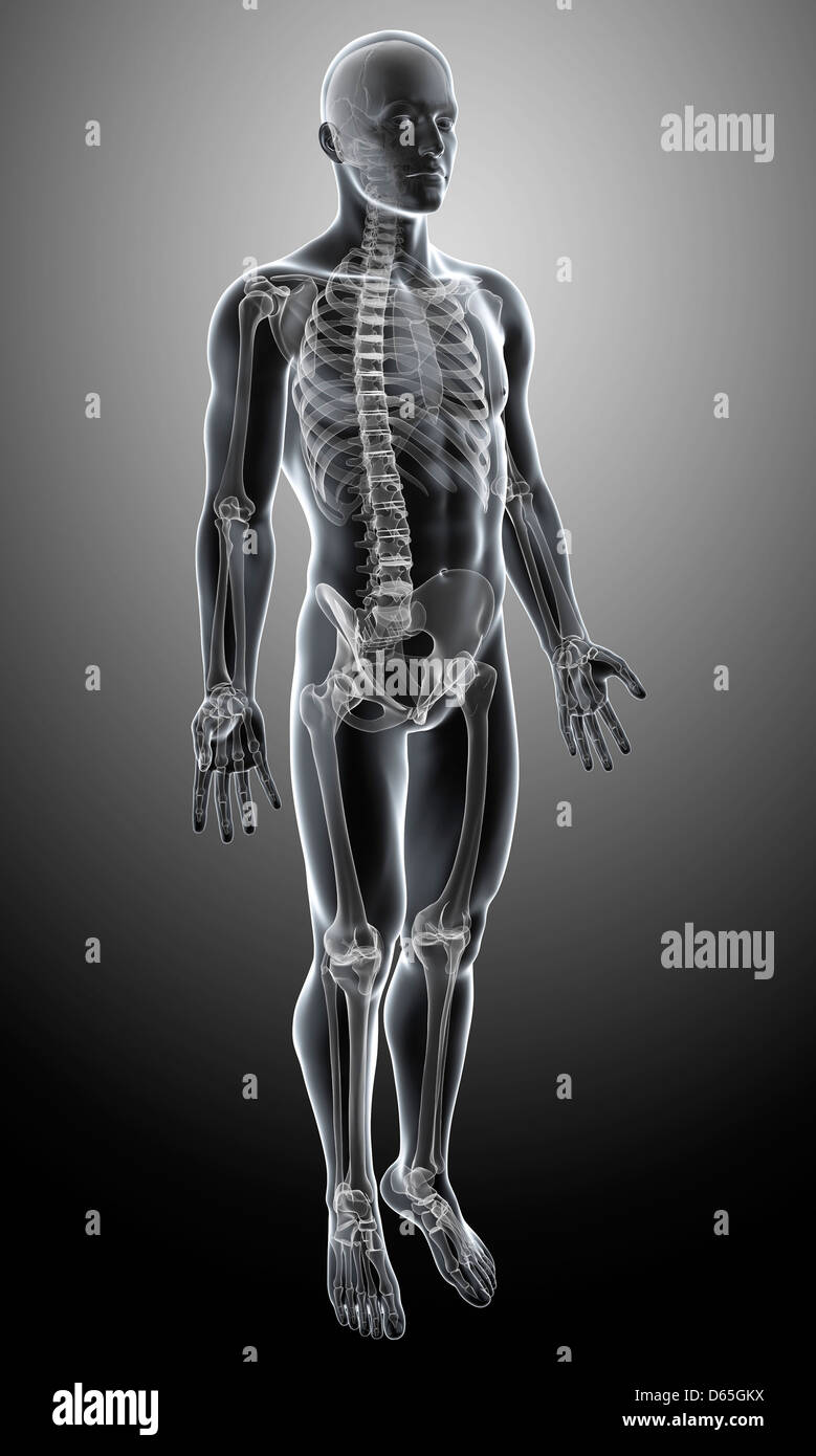 Three quarter view male pelvis hip hi-res stock photography and images ...