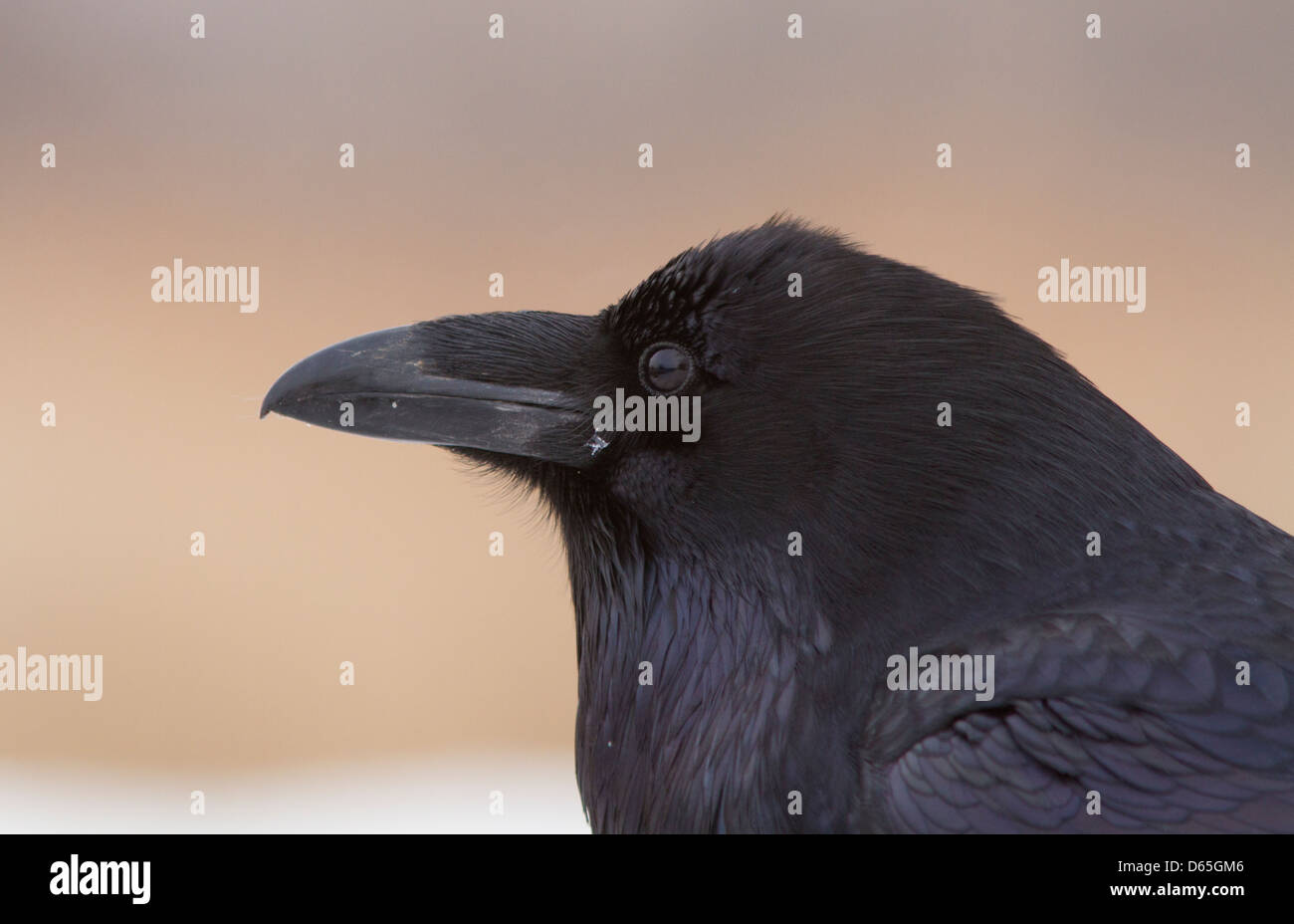 Common Raven (Corvus corax) winter portrait Stock Photo - Alamy