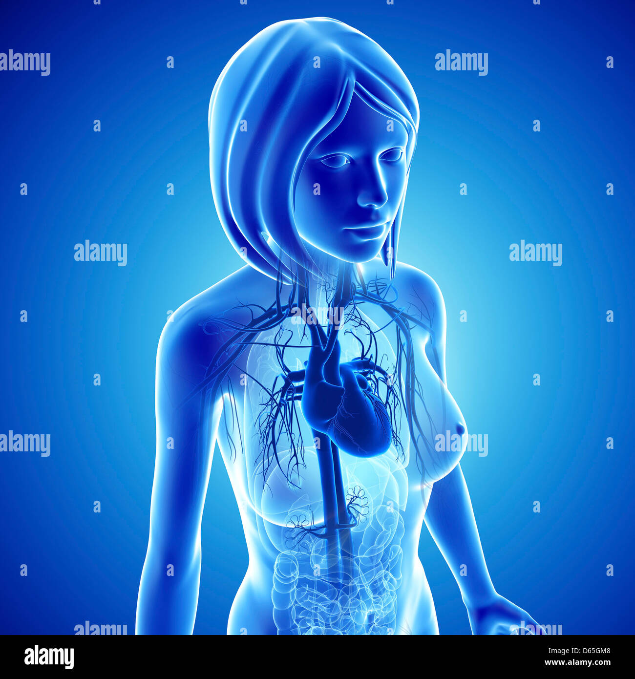 Female cardiovascular system, artwork Stock Photo - Alamy