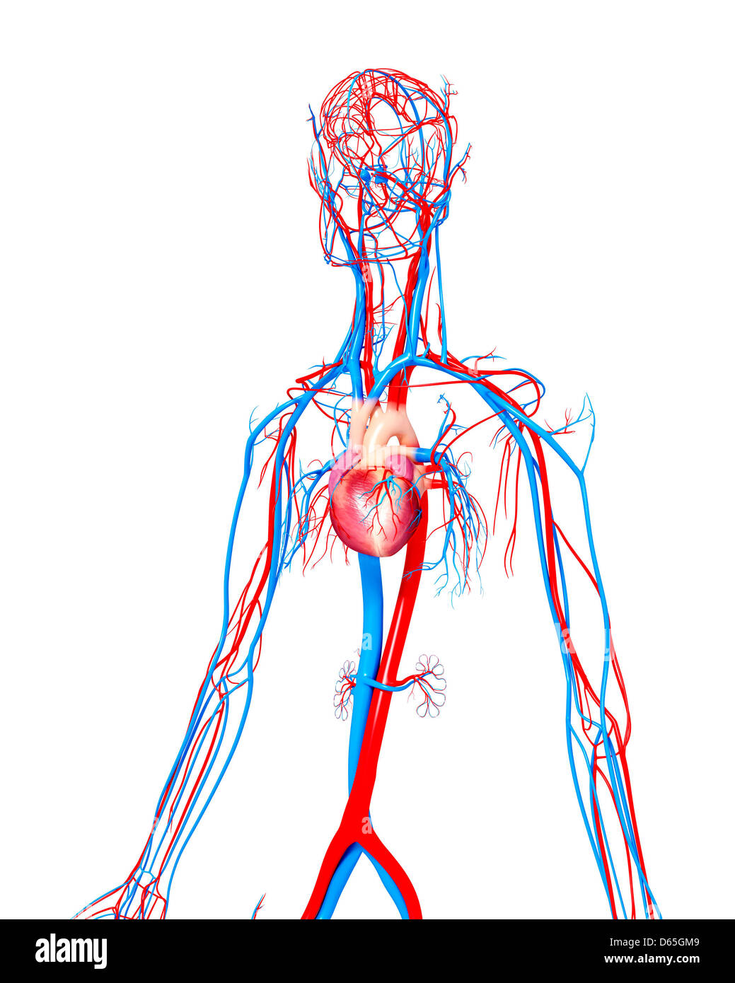 Cardiovascular system, artwork Stock Photo - Alamy
