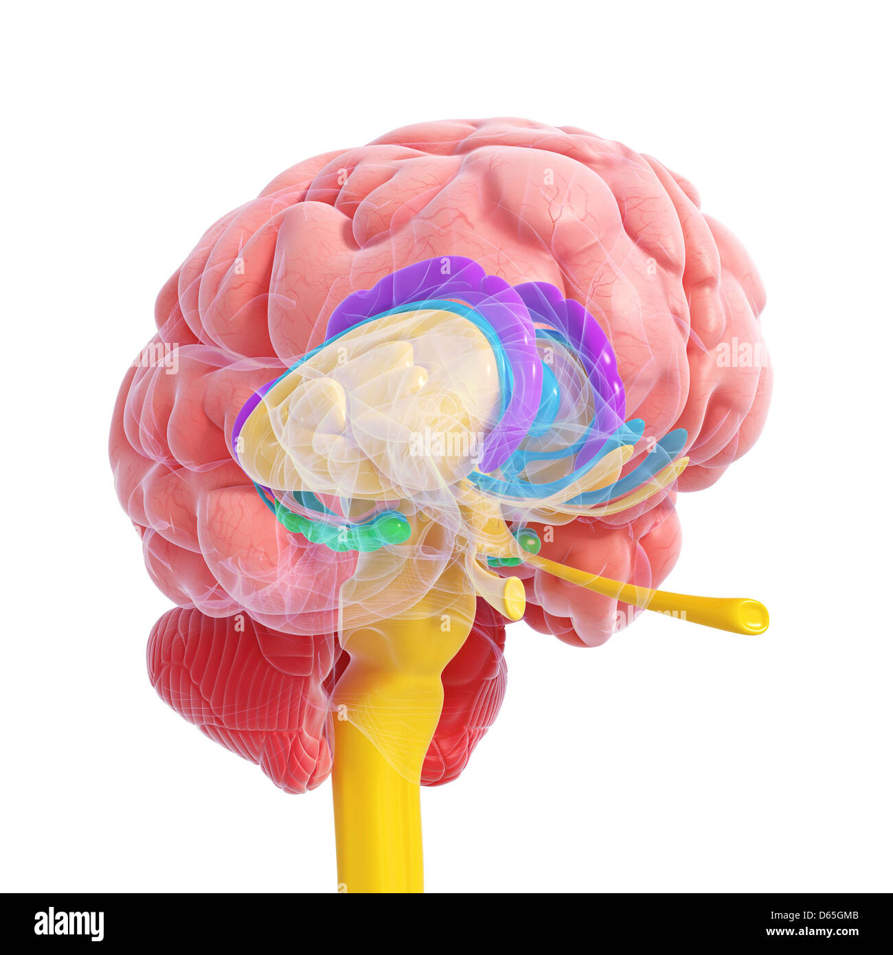 Midbrain Stock Photos & Midbrain Stock Images - Alamy