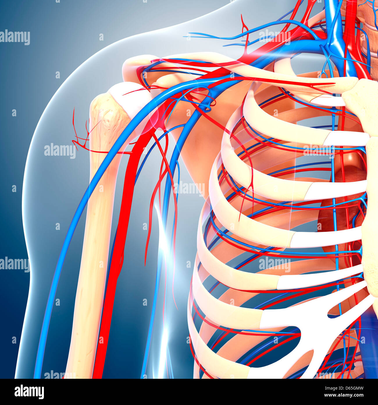 Male anatomy front and back view hi-res stock photography and images ...