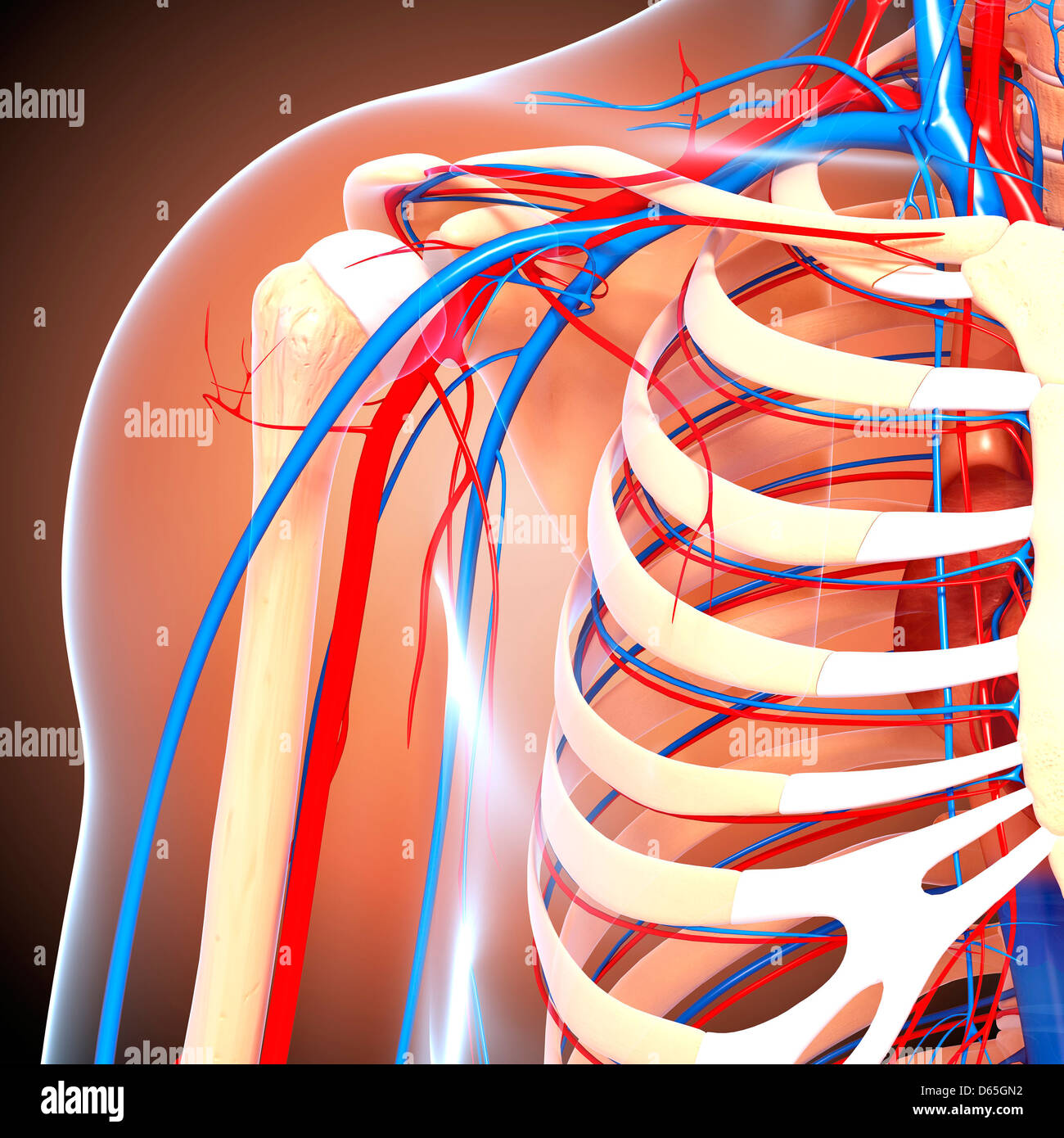 Human Vascular Shoulder Stock Photos & Human Vascular Shoulder Stock ...
