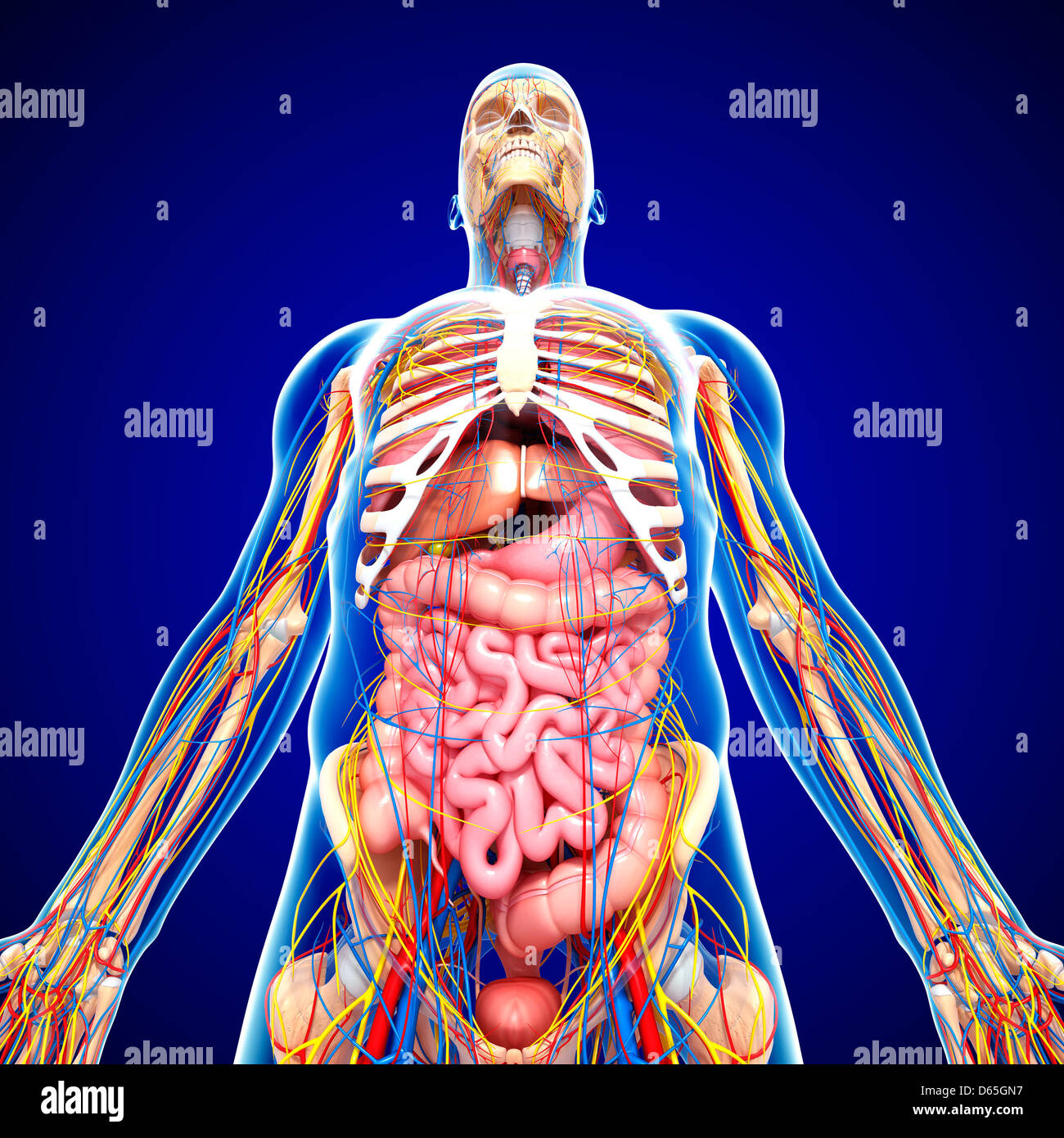 Male anatomy, artwork Stock Photo - Alamy