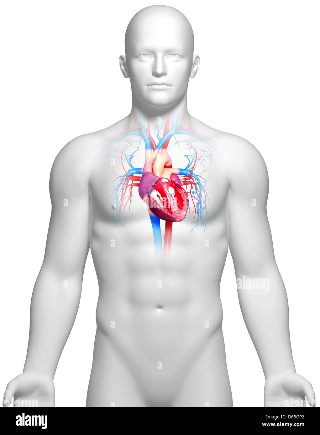 Male heart, artwork Stock Photo - Alamy