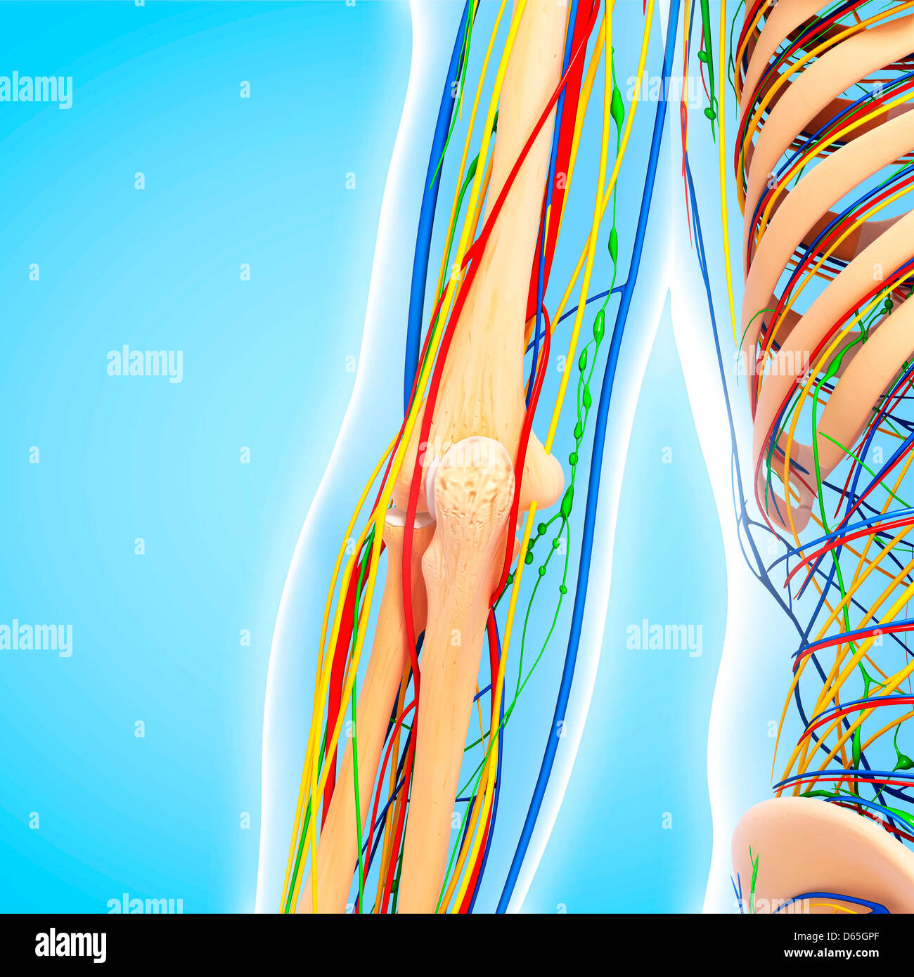 Elbow Anatomy High Resolution Stock Photography and Images - Alamy