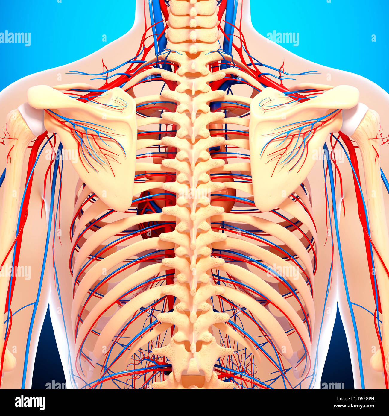 Back anatomy, artwork Stock Photo - Alamy