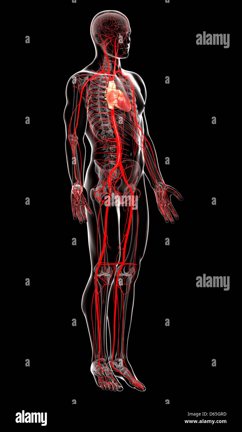 Human arteries, artwork Stock Photo - Alamy