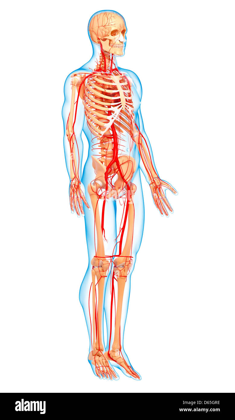 Body Arteries High Resolution Stock Photography and Images - Alamy