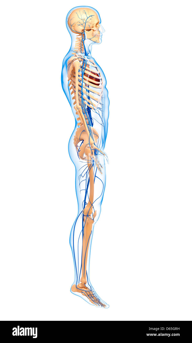 Body Veins High Resolution Stock Photography and Images - Alamy