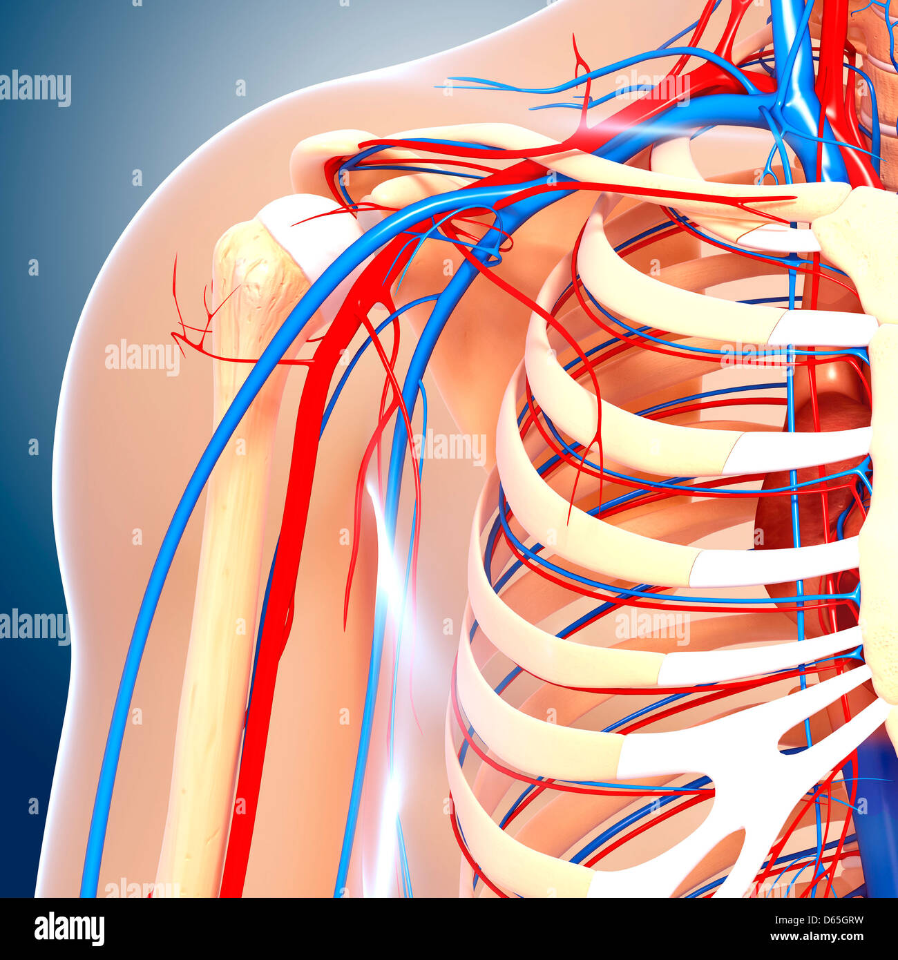Shoulder blood supply hi-res stock photography and images - Alamy