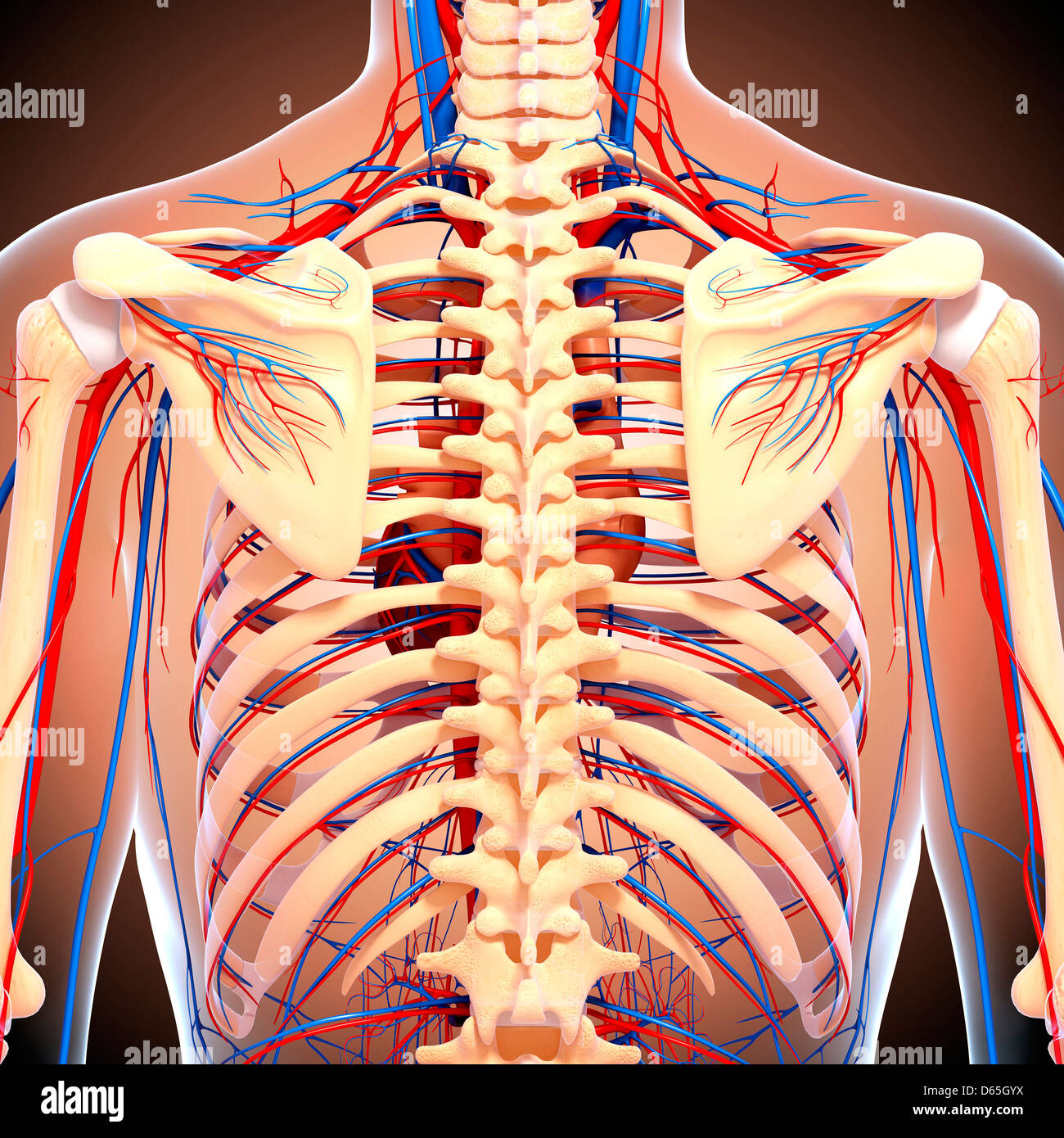 Back anatomy, artwork Stock Photo - Alamy