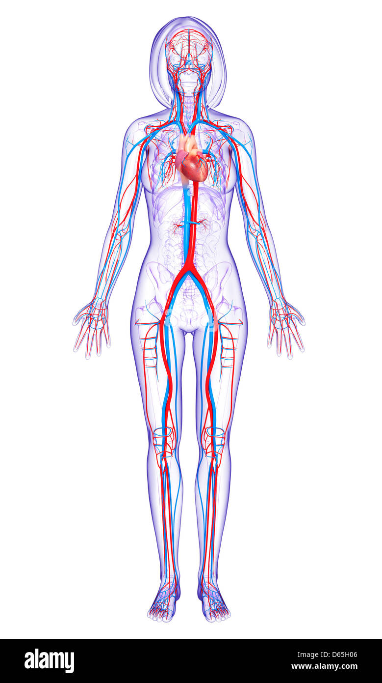 Female circulatory system Cut Out Stock Images & Pictures - Alamy