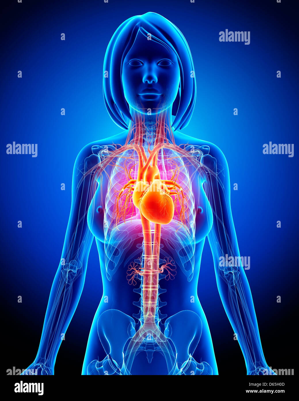 Female cardiovascular system, artwork Stock Photo - Alamy