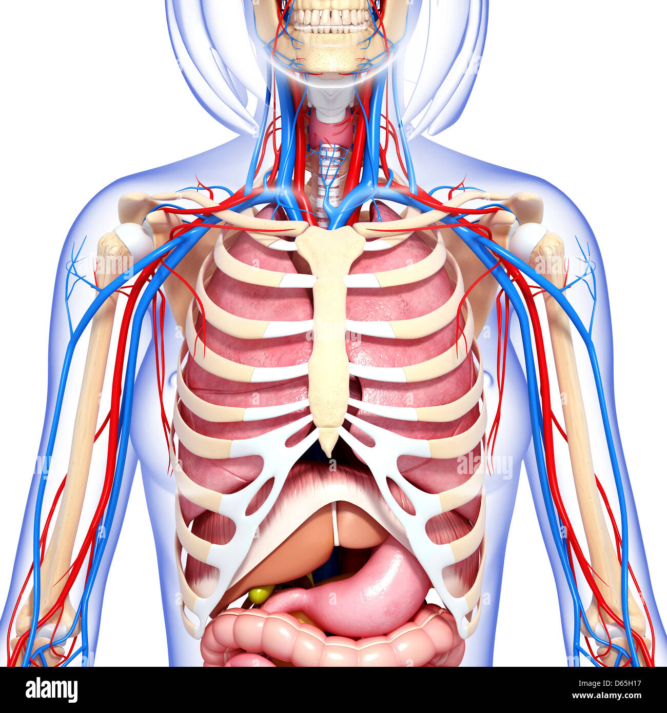 Female Chest Anatomy High Resolution Stock Photography and Images - Alamy