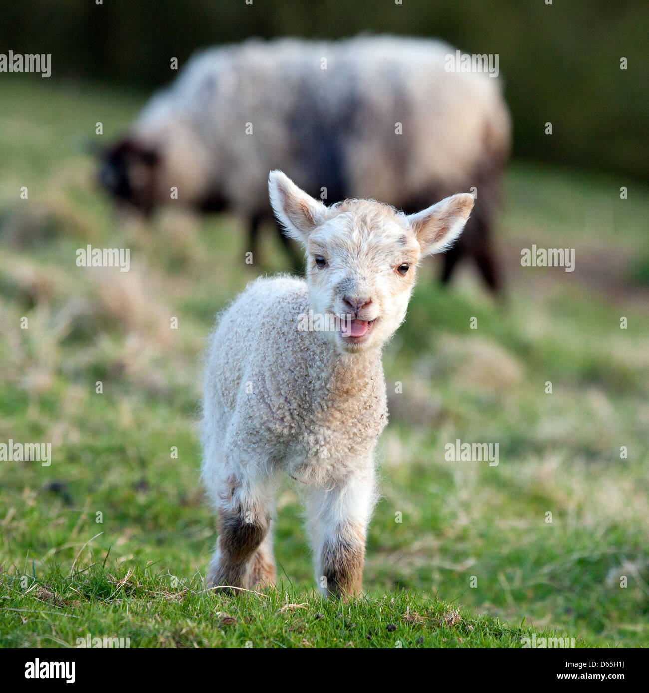 Lamb facing the camera Stock Photo - Alamy