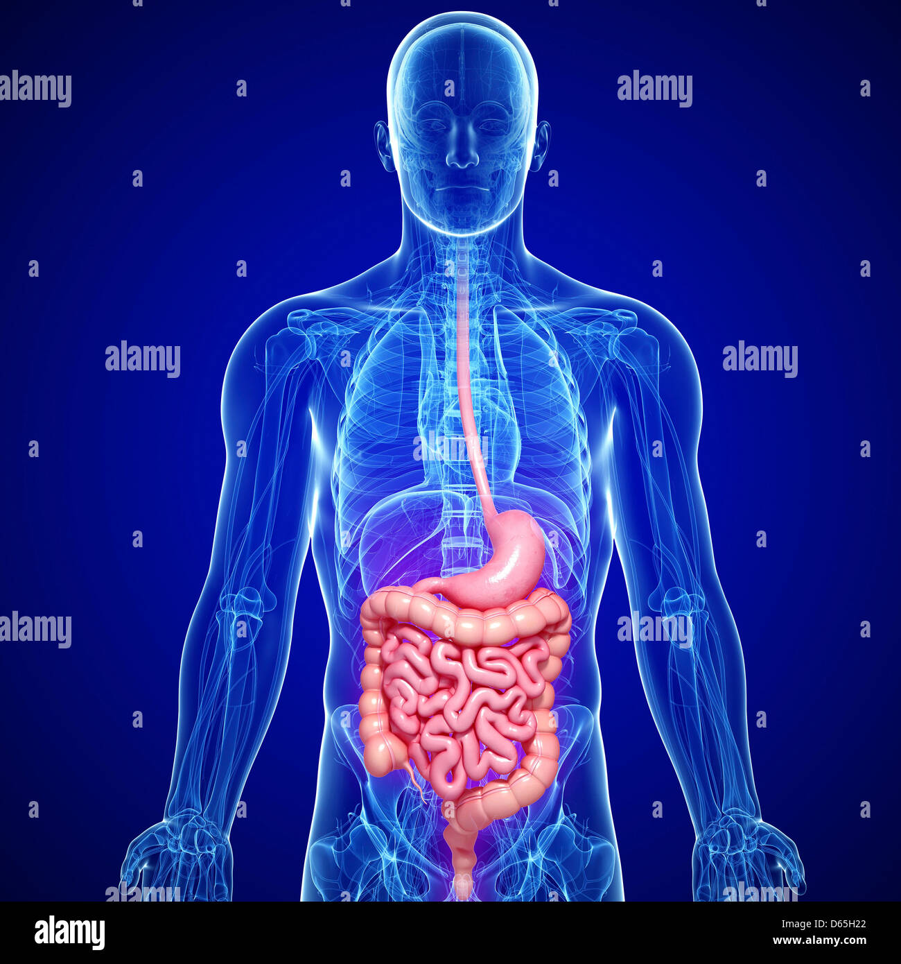 Male digestive system, artwork Stock Photo - Alamy