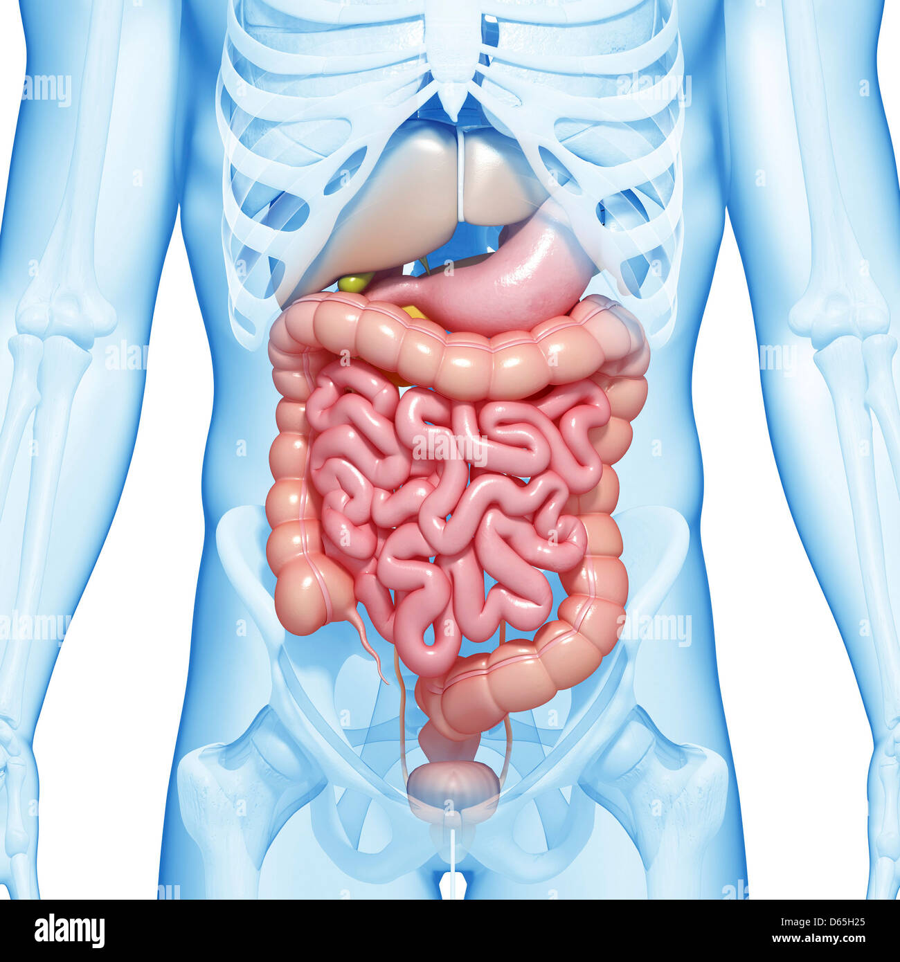 Large Intestine And Bladder High Resolution Stock Photography and ...