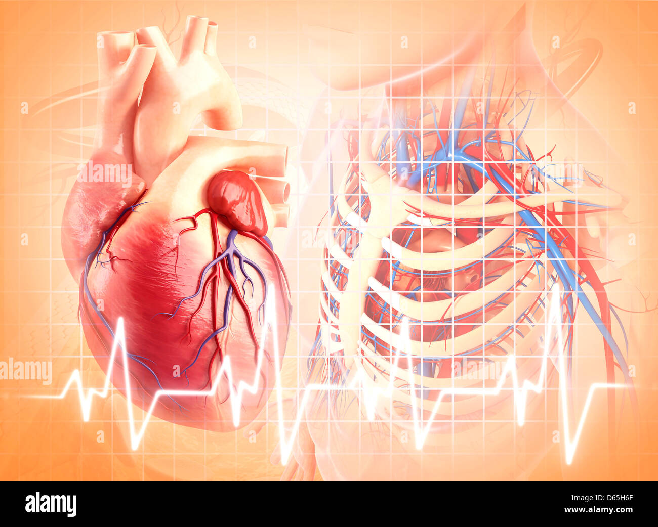 Human heart, artwork Stock Photo - Alamy