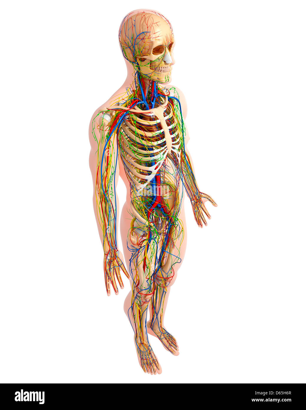 Full Body View Male Nervous High Resolution Stock Photography and ...