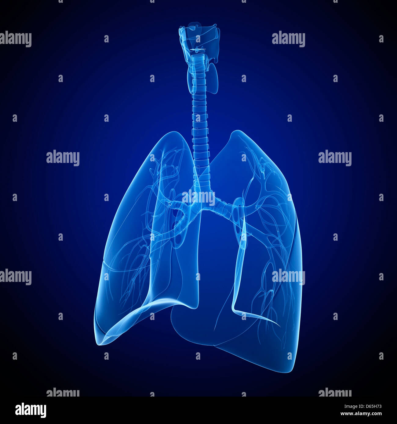 Healthy lungs, artwork Stock Photo - Alamy