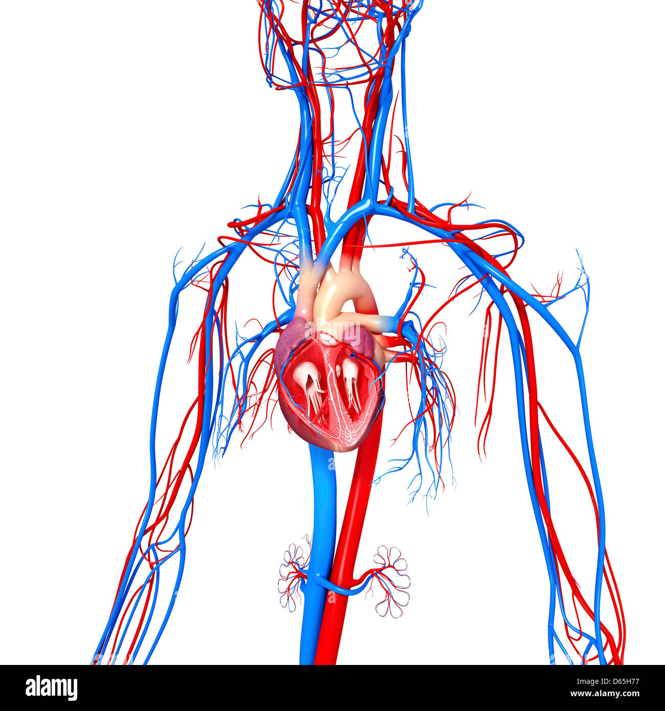 Cardiovascular system, artwork Stock Photo - Alamy